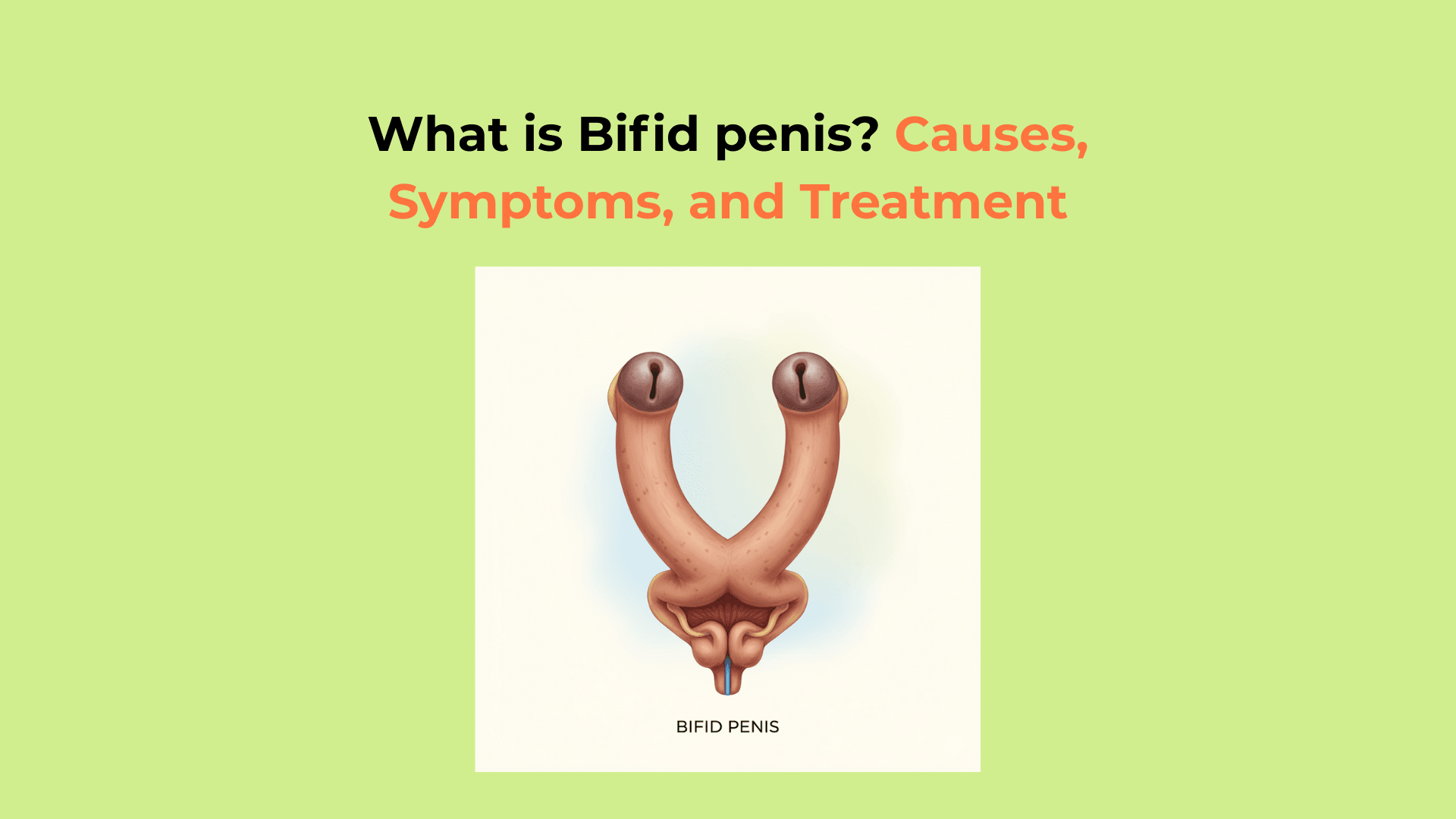 What Is a Bifid Penis? A Scientific Look at Male Development