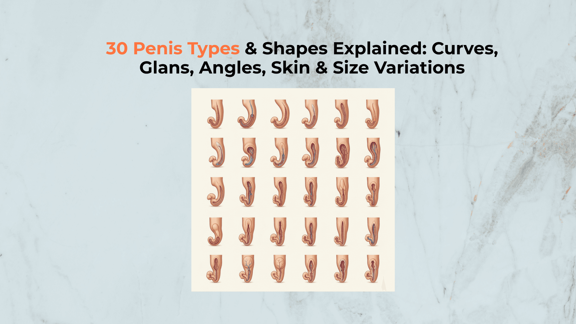 30 Penis Types Shapes Explained Curves Glans Angles Skin Size