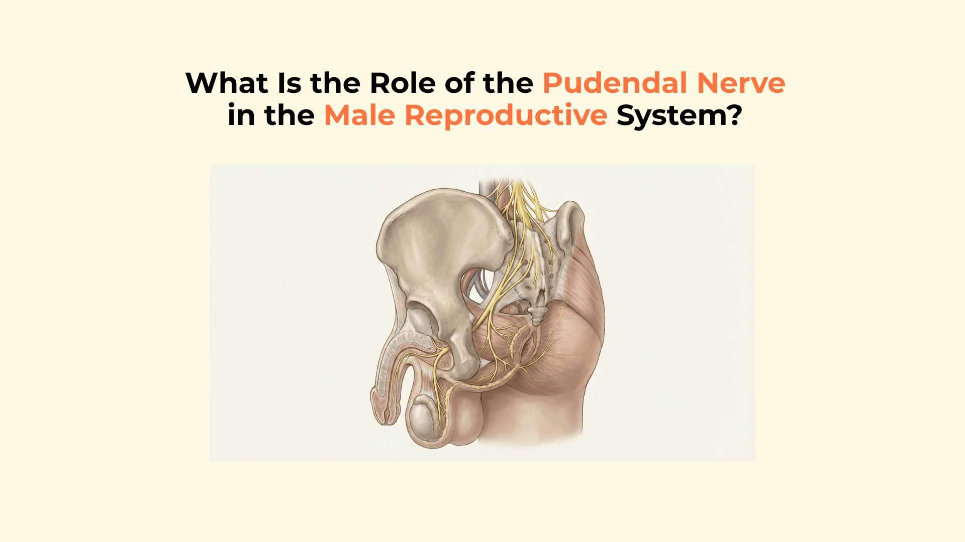 What Is the Role of the Pudendal Nerve in the Male Reproductive System?