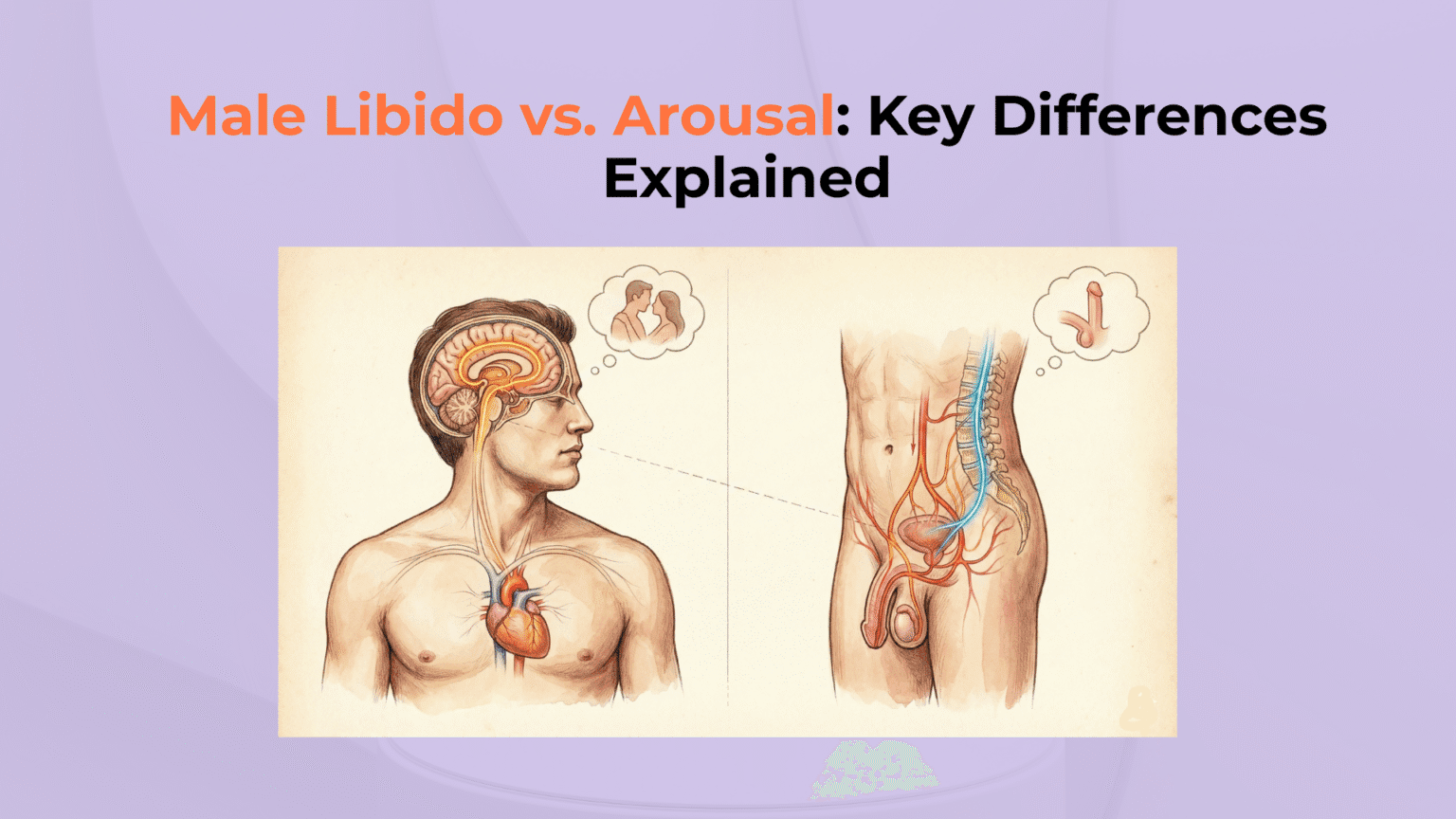 Male Libido Vs Arousal Understanding Key Differences